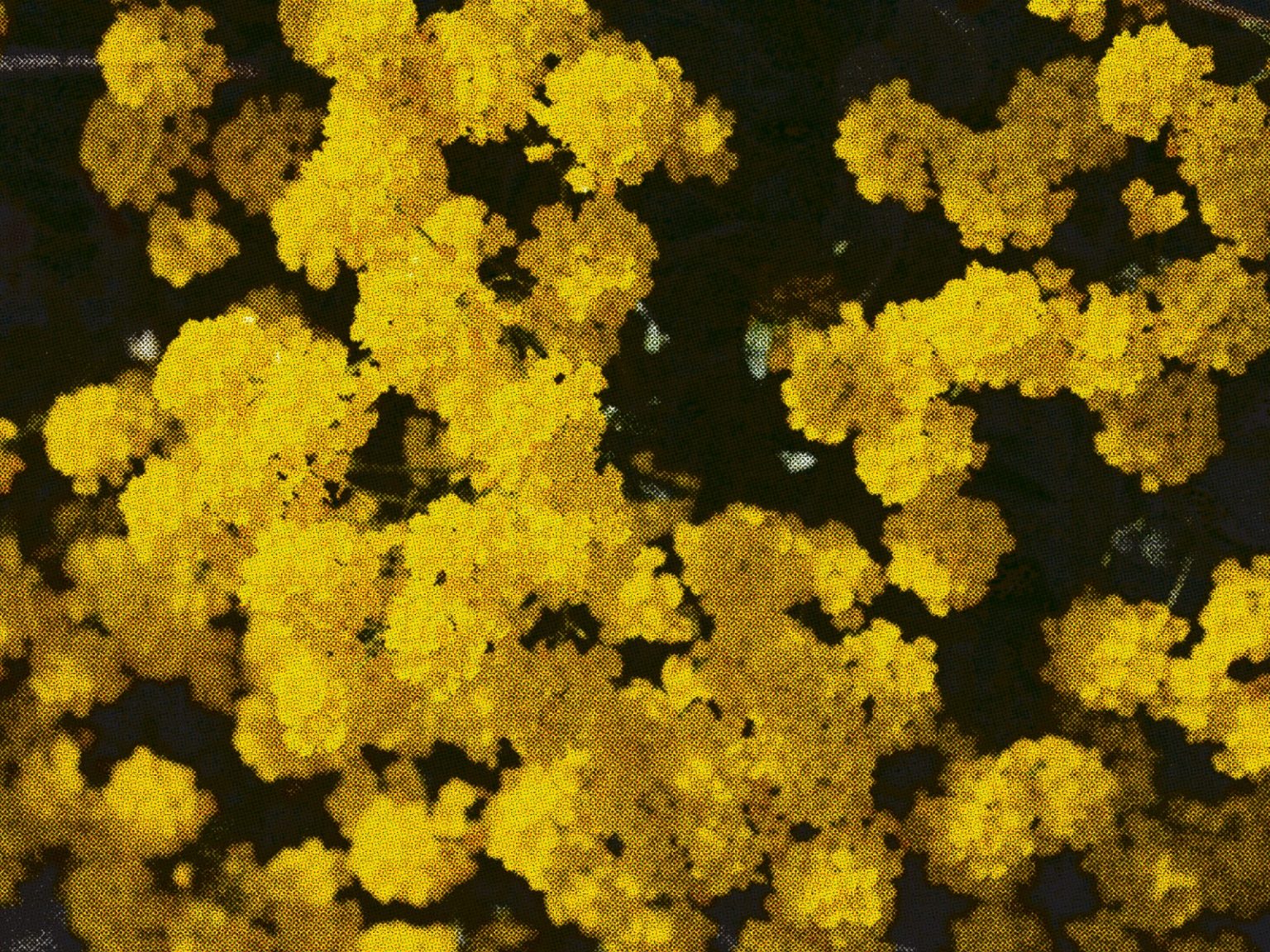 Pollen Count Today – Hourly Forecast for 39 Species Worldwide