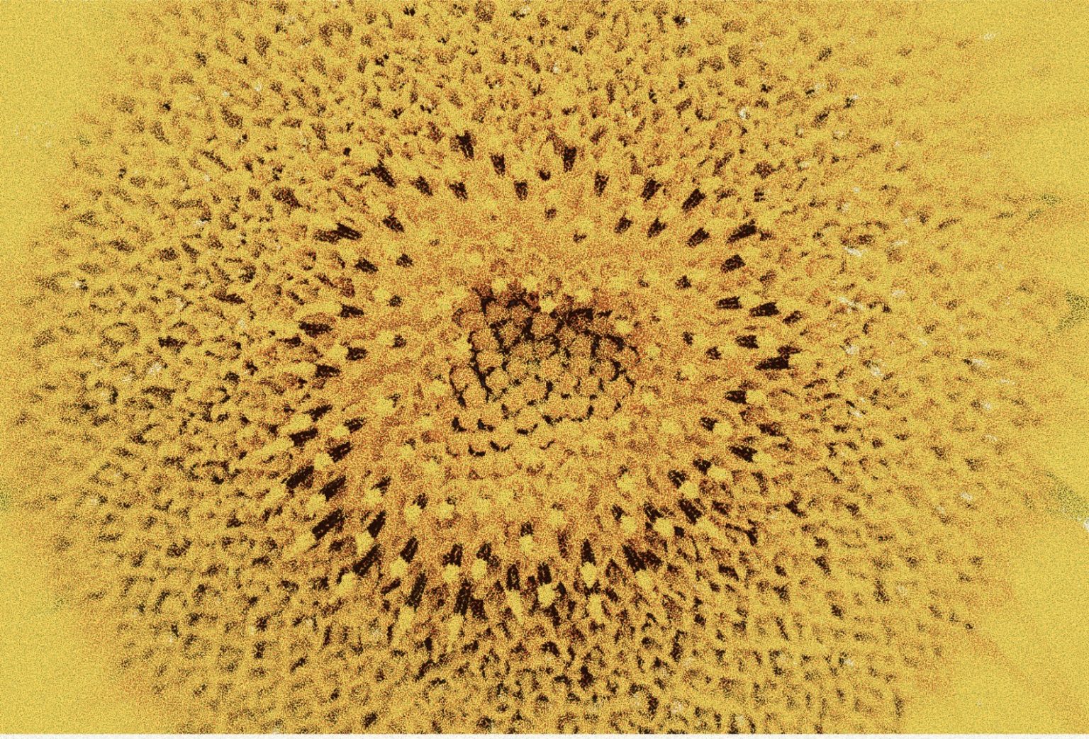 UK Pollen Calendar 2026: What’s in the Air and When – Pollen Count Today