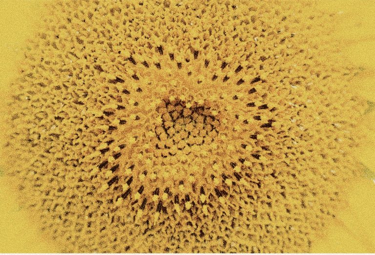 UK Pollen Calendar 2026: What’s in the Air and When – Pollen Count Today